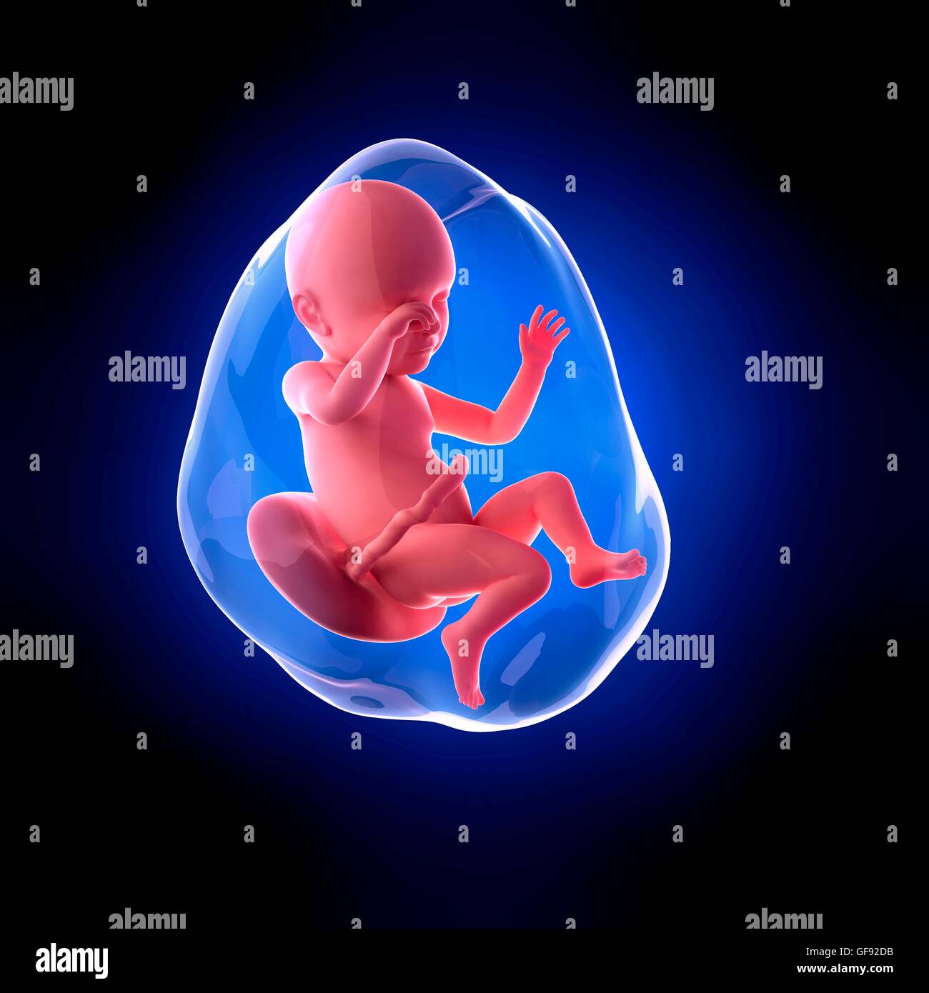 Human fetus age 39 weeks, illustration Stock Photo - Alamy