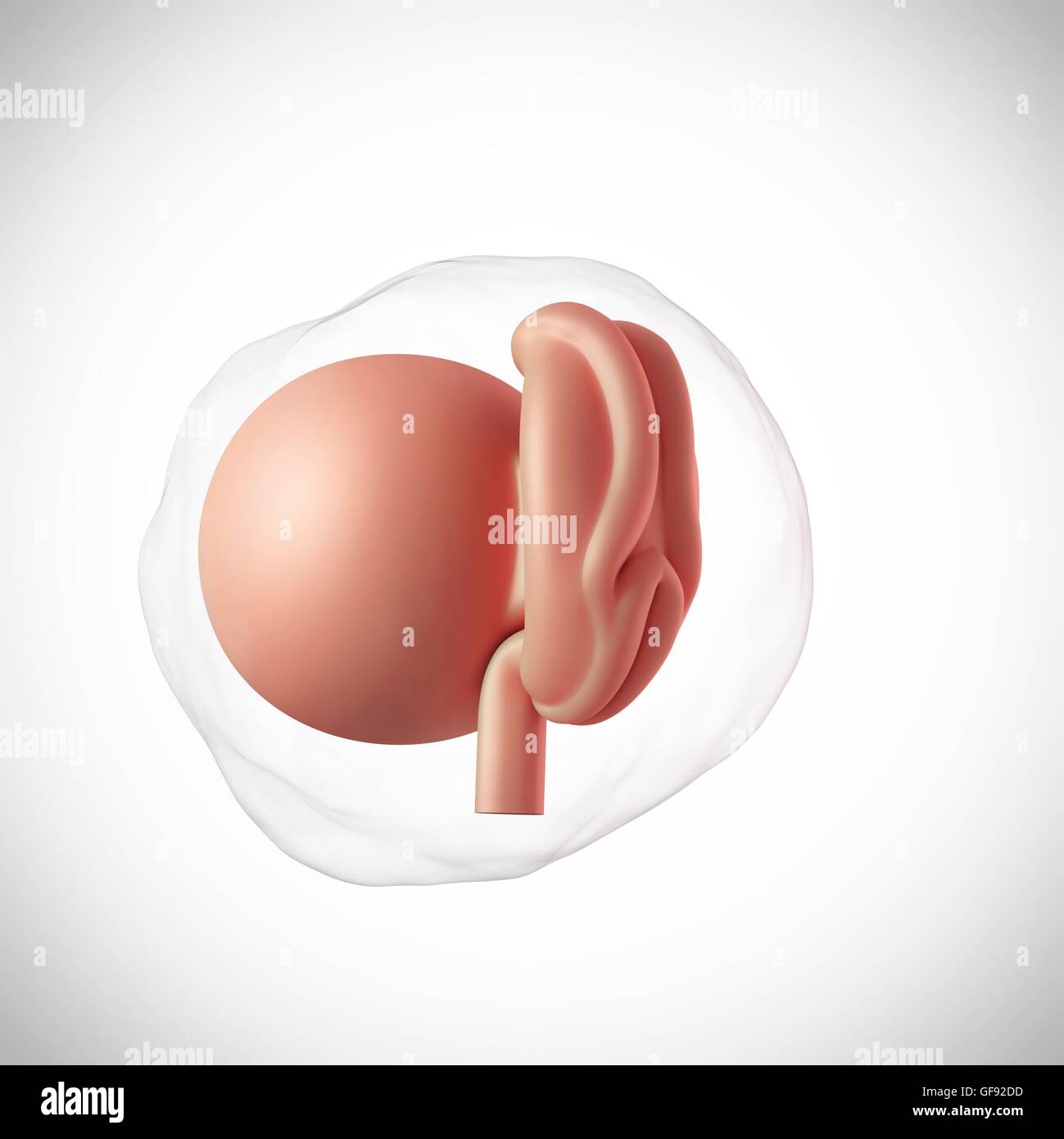 Human Embryo 4 Weeks