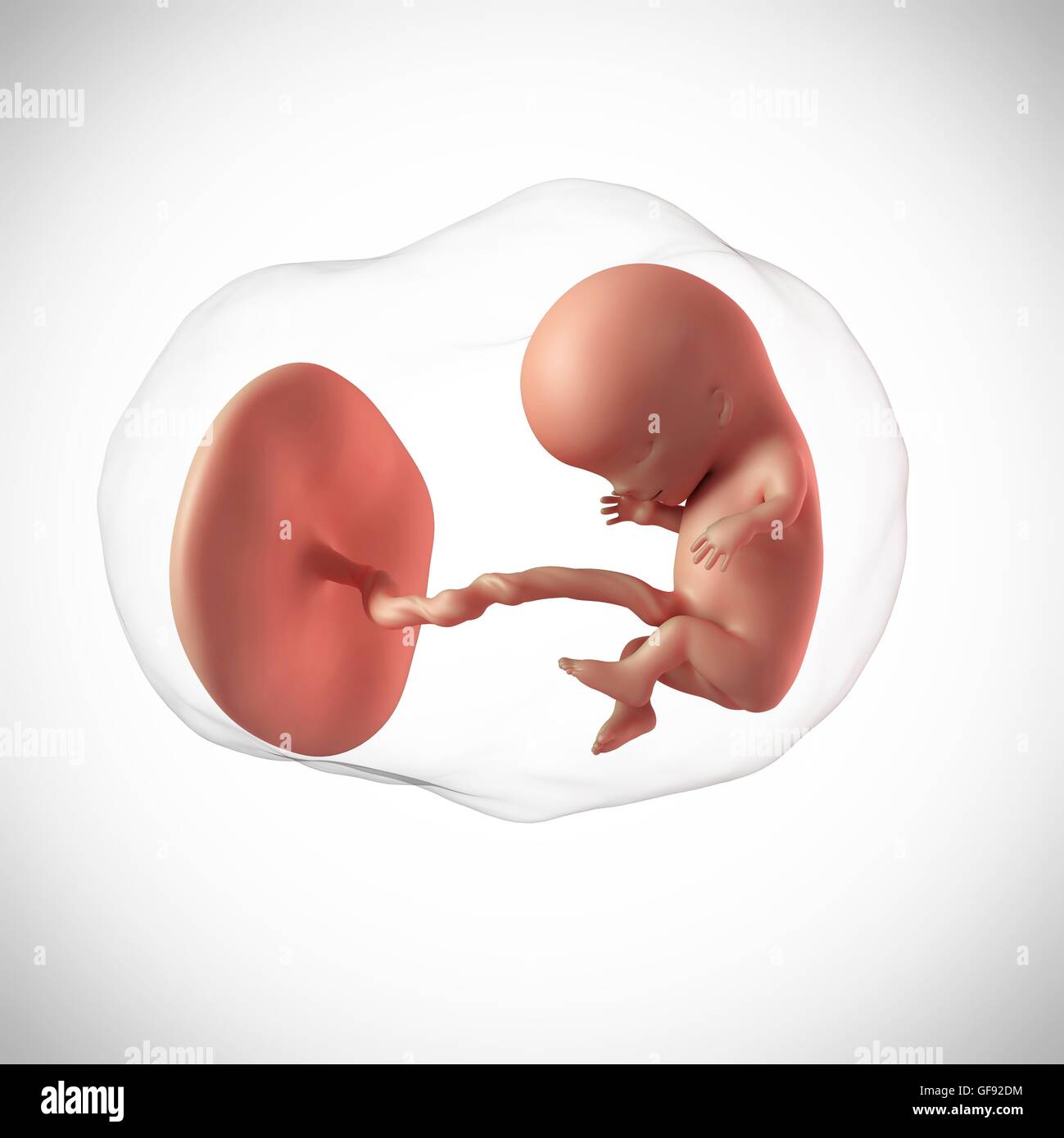 Human fetus age 11 weeks, illustration Stock Photo - Alamy