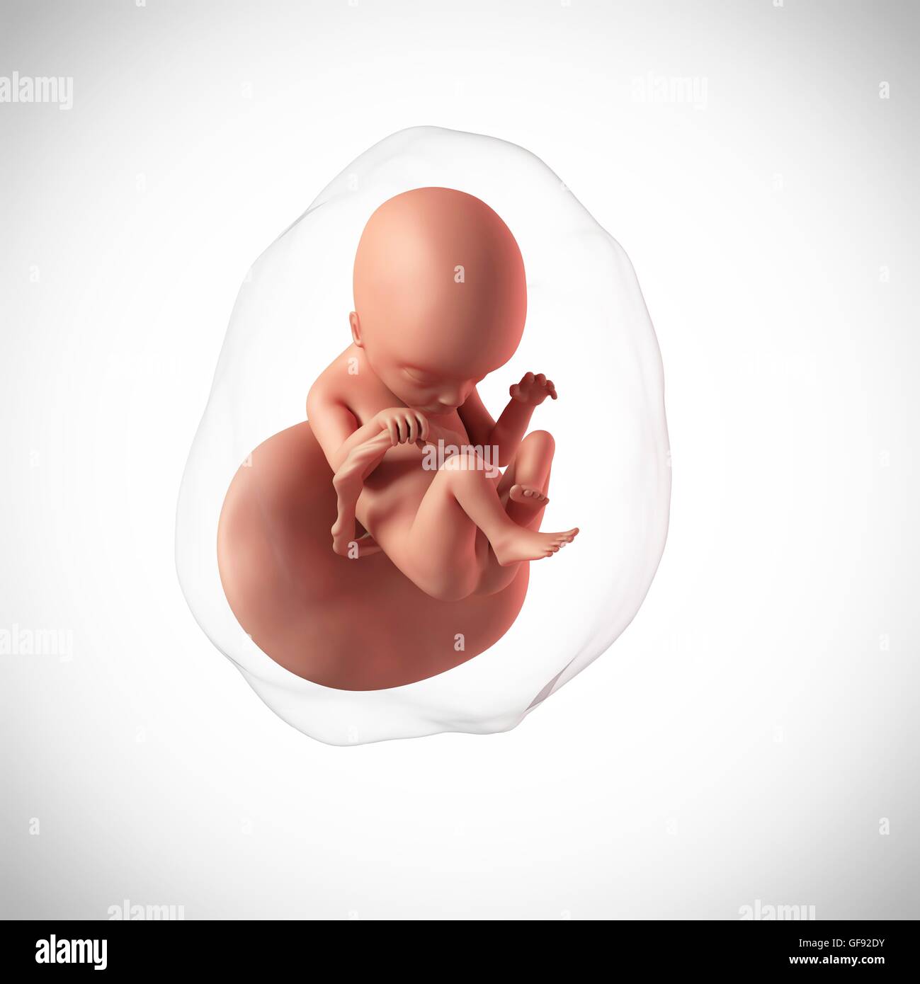 18 weeks fetus hi-res stock photography and images - Alamy