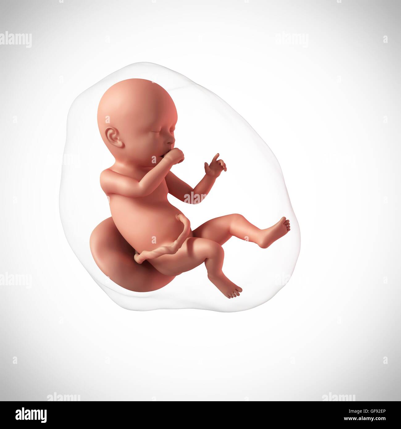 40 weeks fetal growth hi-res stock photography and images - Alamy