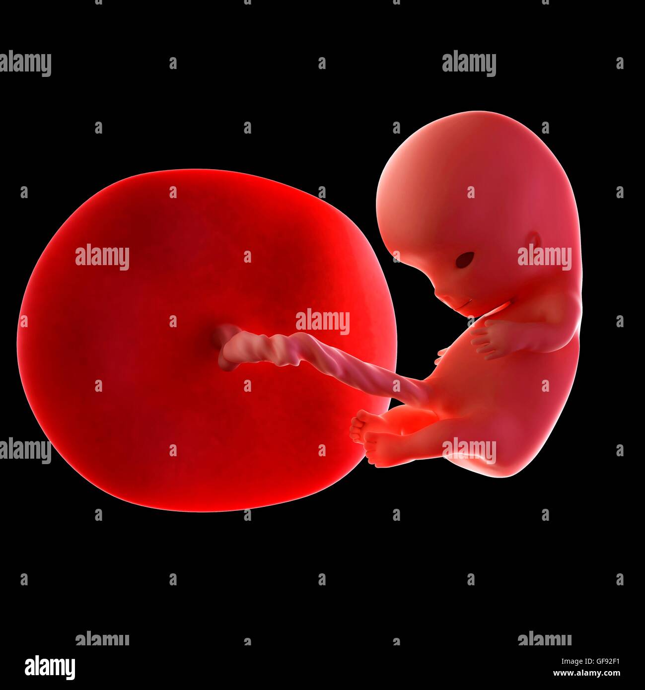 Human Embryo 10 Weeks
