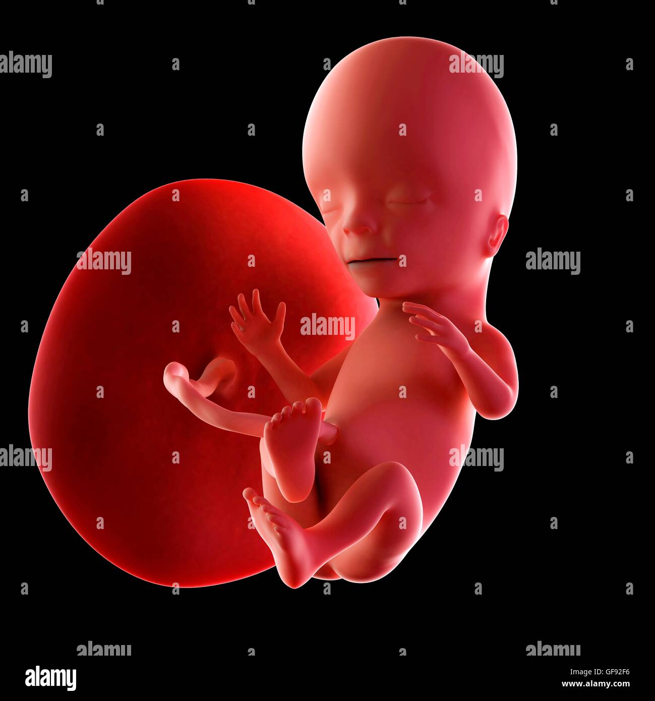 Human fetus age 15 weeks, illustration Stock Photo - Alamy