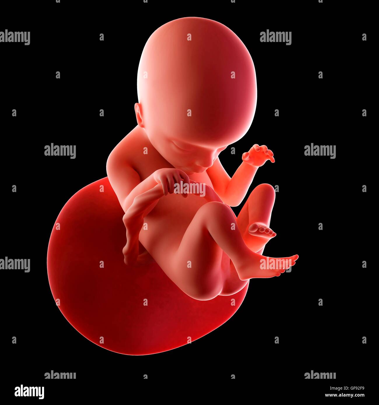 18 weeks fetus hi-res stock photography and images - Alamy
