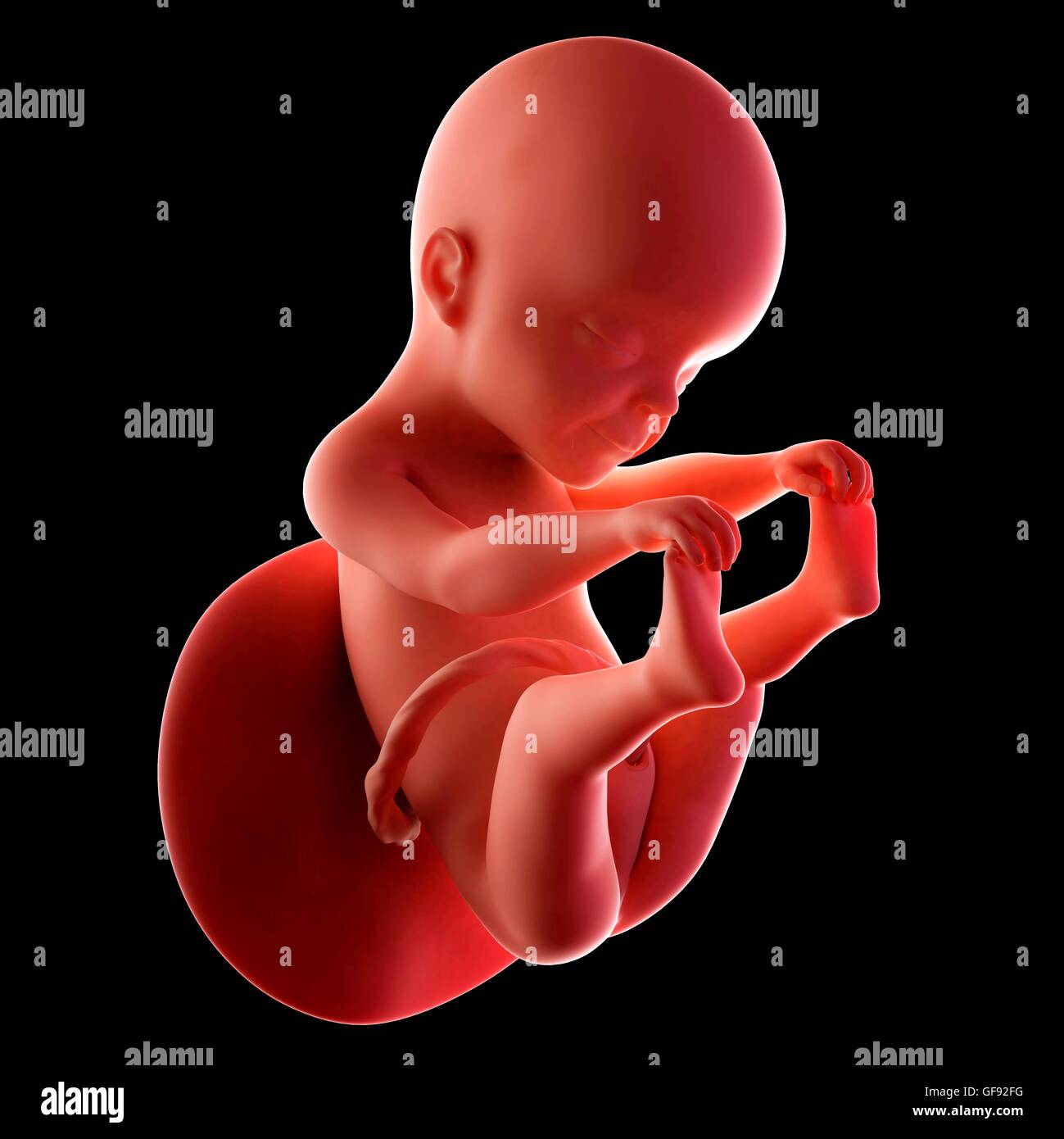 Human fetus age 25 weeks, illustration Stock Photo - Alamy
