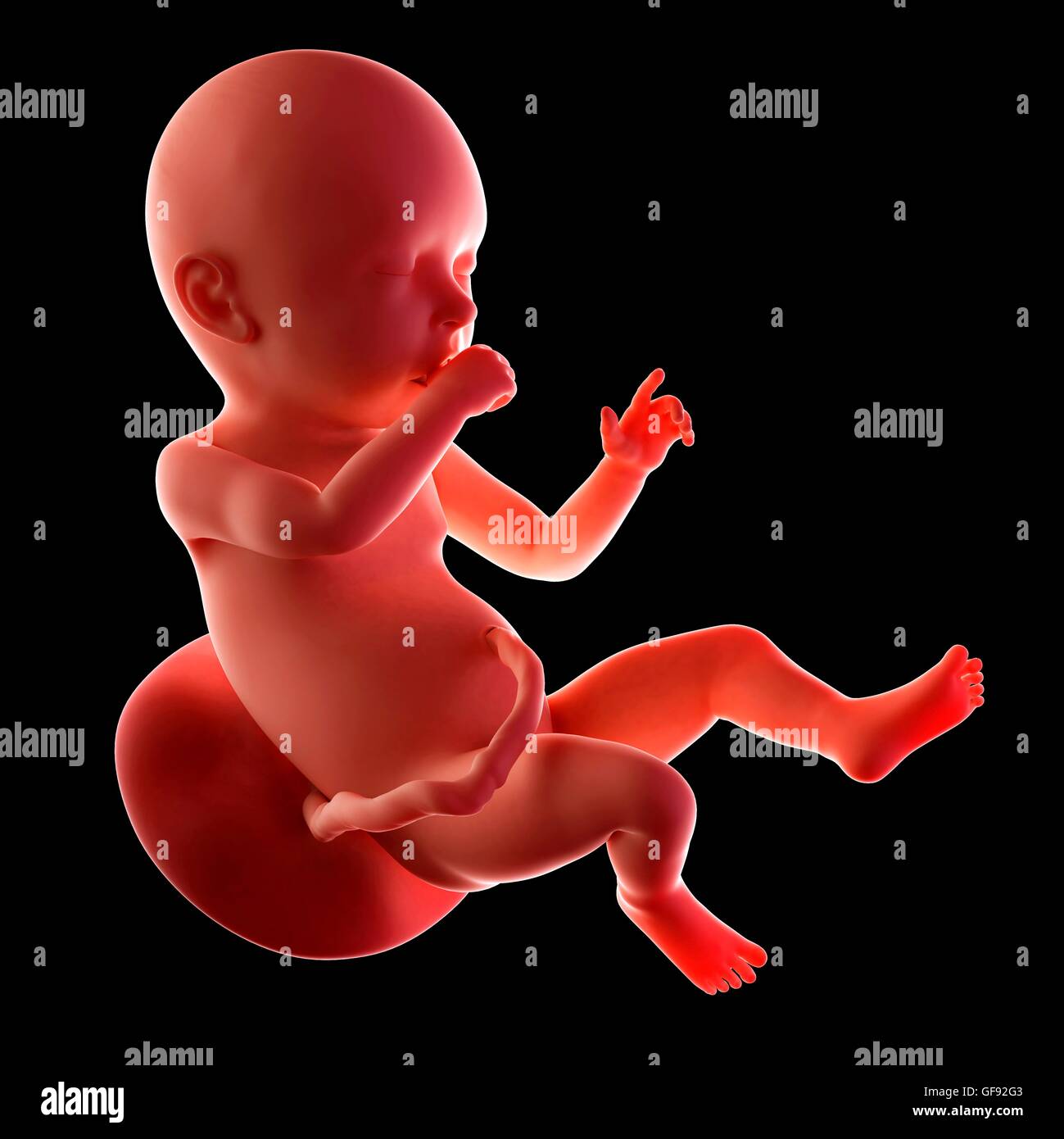 40 weeks fetal growth hi-res stock photography and images - Alamy