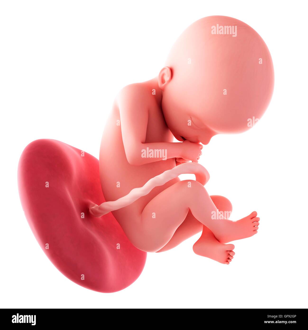 Fetus at 22 weeks hi-res stock photography and images - Alamy