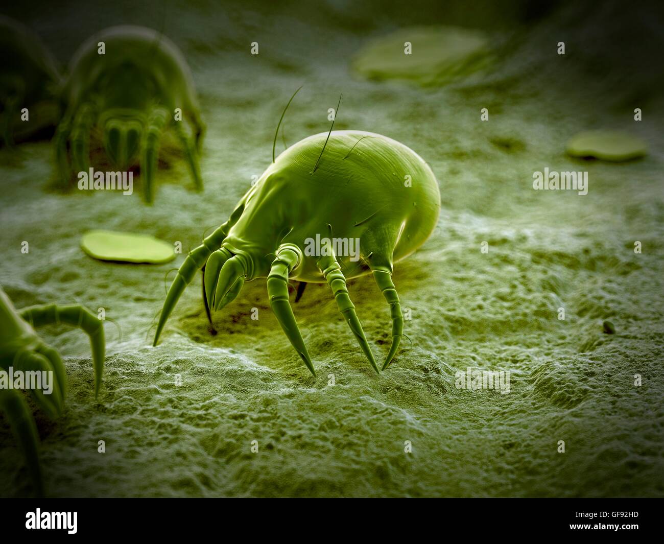 Mite pests hi-res stock photography and images - Alamy