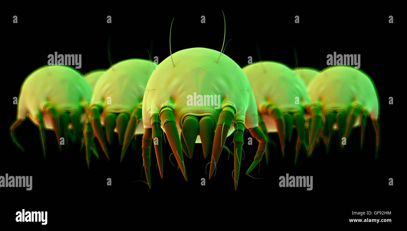 Parasitic mites hi-res stock photography and images - Alamy