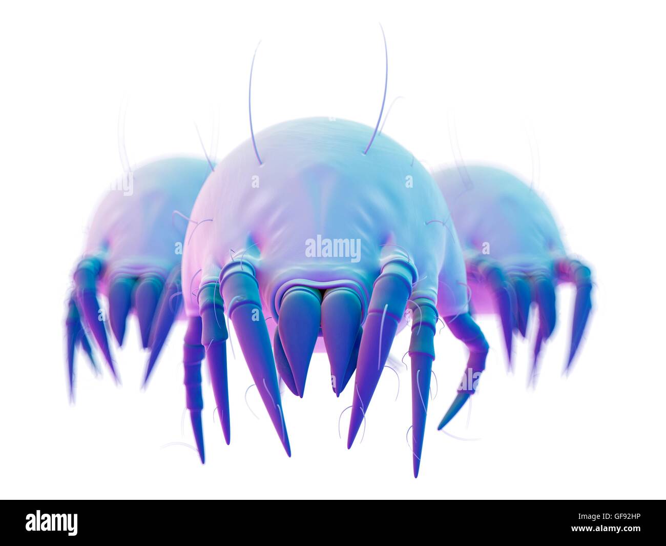 Dust mites hi-res stock photography and images - Alamy