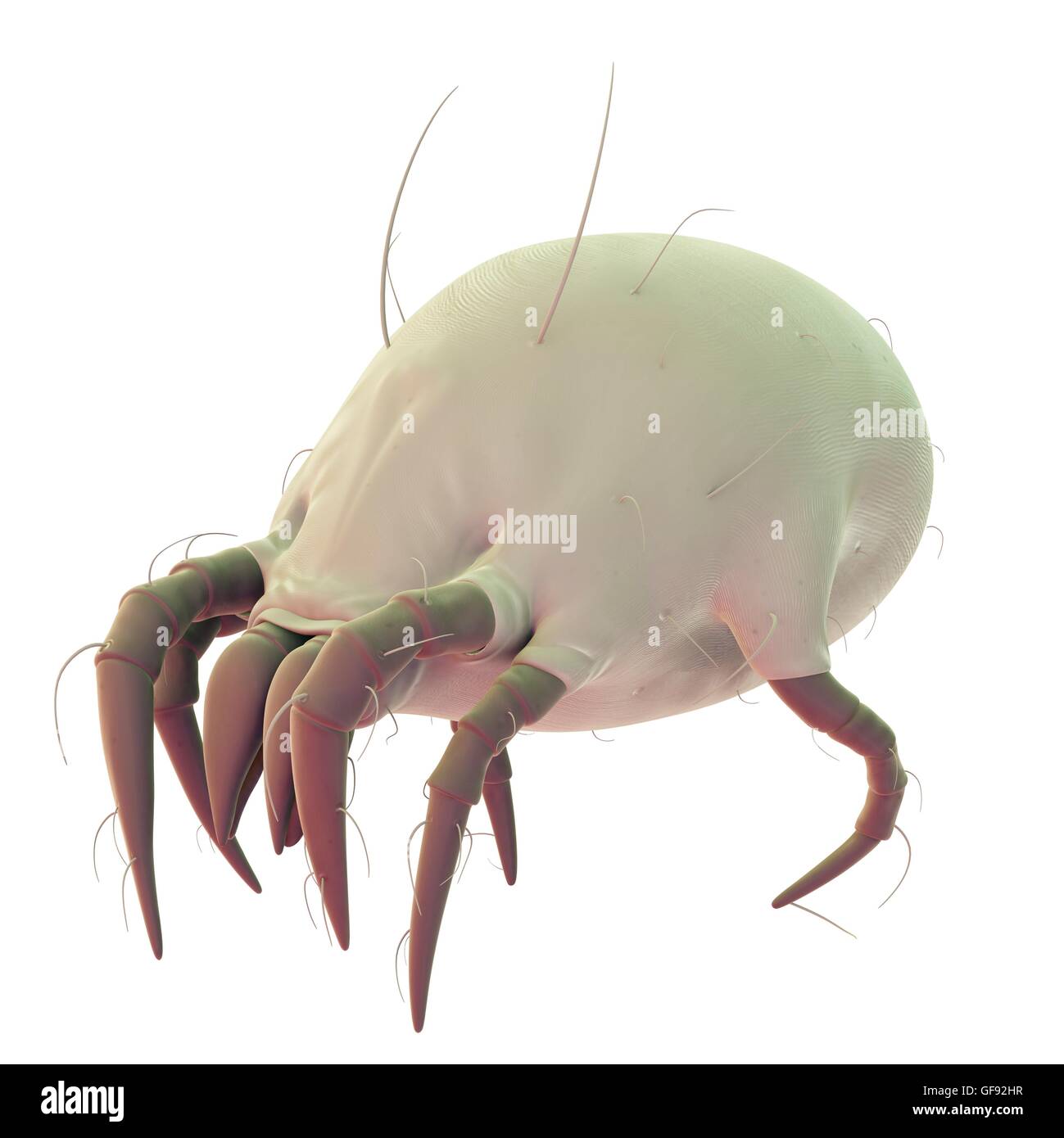 Dust mite, illustration Stock Photo - Alamy