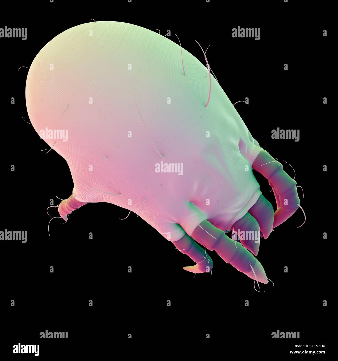 Dust mite, illustration Stock Photo - Alamy