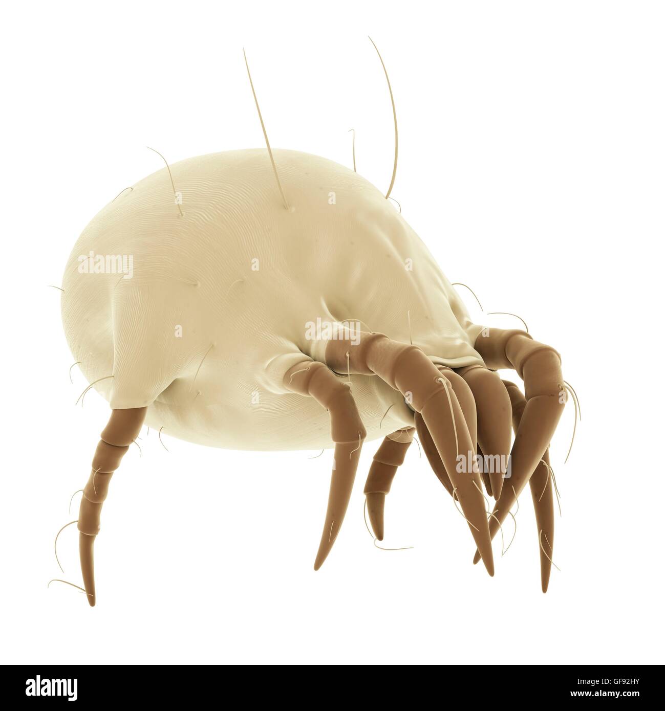 Dust mite illustration Cut Out Stock Images & Pictures - Alamy