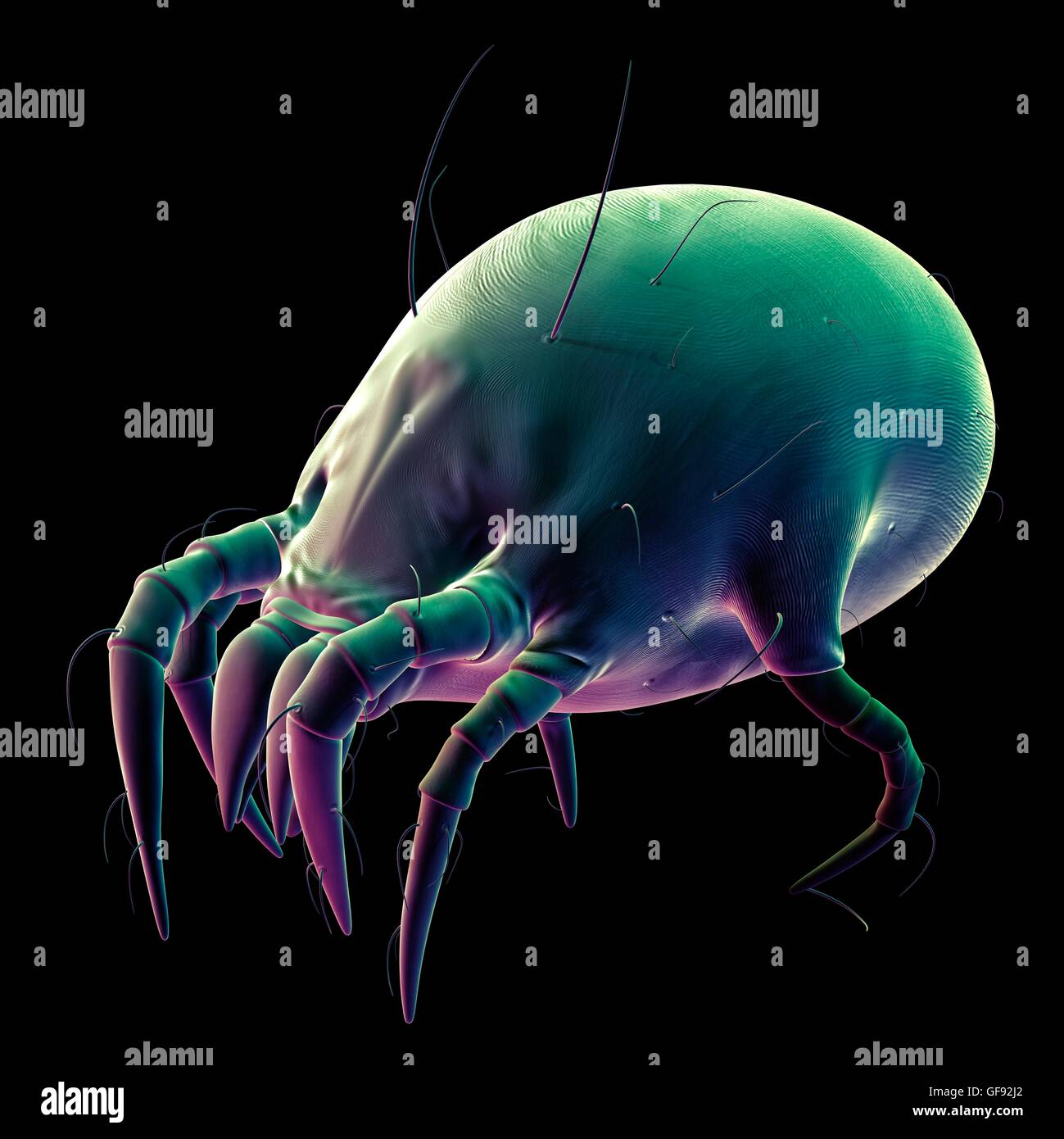 Dust mite, illustration Stock Photo - Alamy
