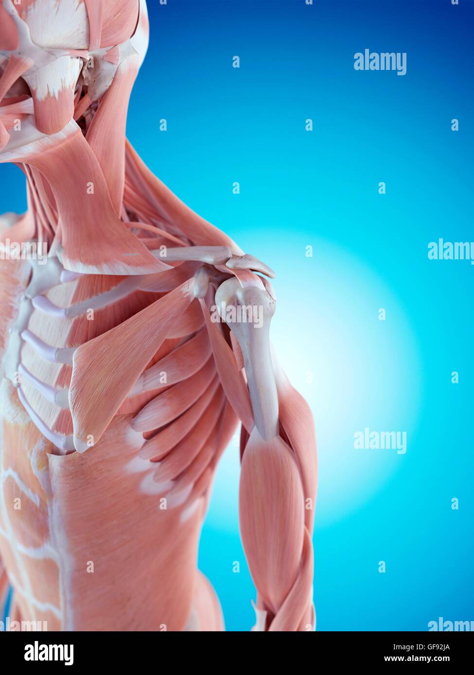 Human shoulder anatomy, illustration Stock Photo - Alamy