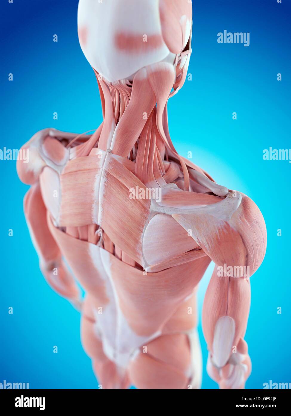 Human shoulder anatomy, illustration Stock Photo - Alamy