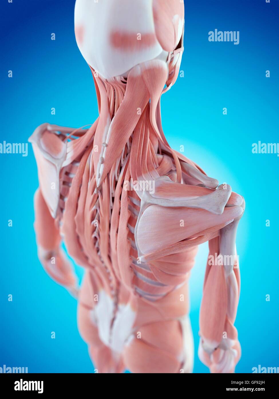 Human shoulder anatomy, illustration Stock Photo - Alamy