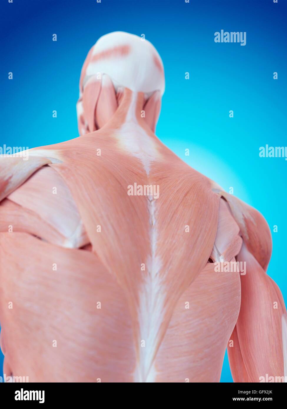 Human neck and back anatomy, illustration Stock Photo - Alamy
