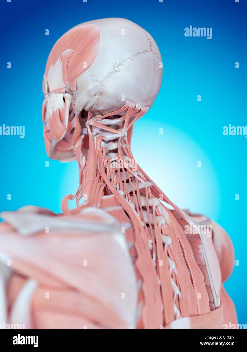 Human neck and back anatomy, illustration Stock Photo - Alamy