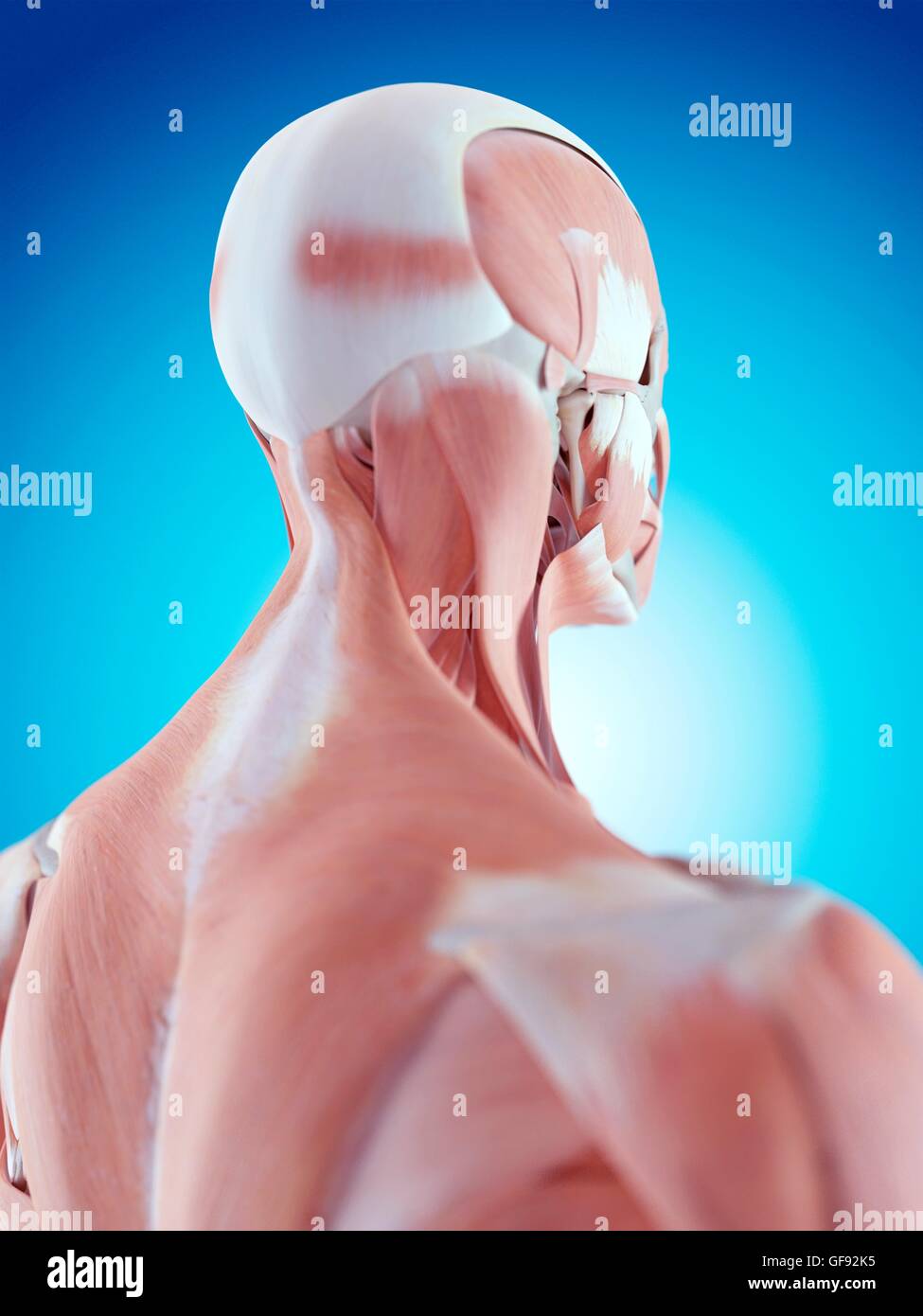 Human neck muscles, illustration Stock Photo - Alamy