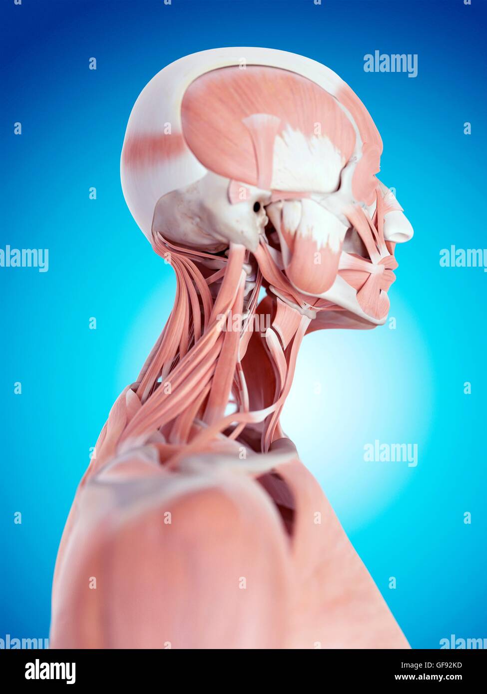 Human neck muscles, illustration Stock Photo - Alamy