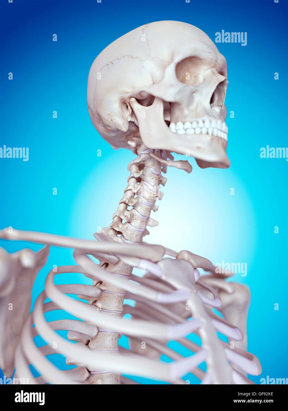 Cervical structure hi-res stock photography and images - Alamy