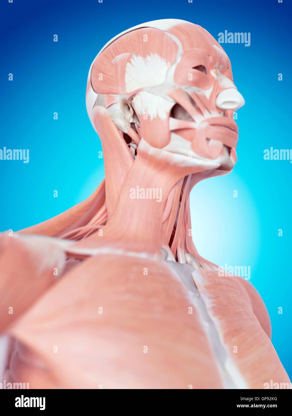Human face and neck muscles, illustration Stock Photo - Alamy