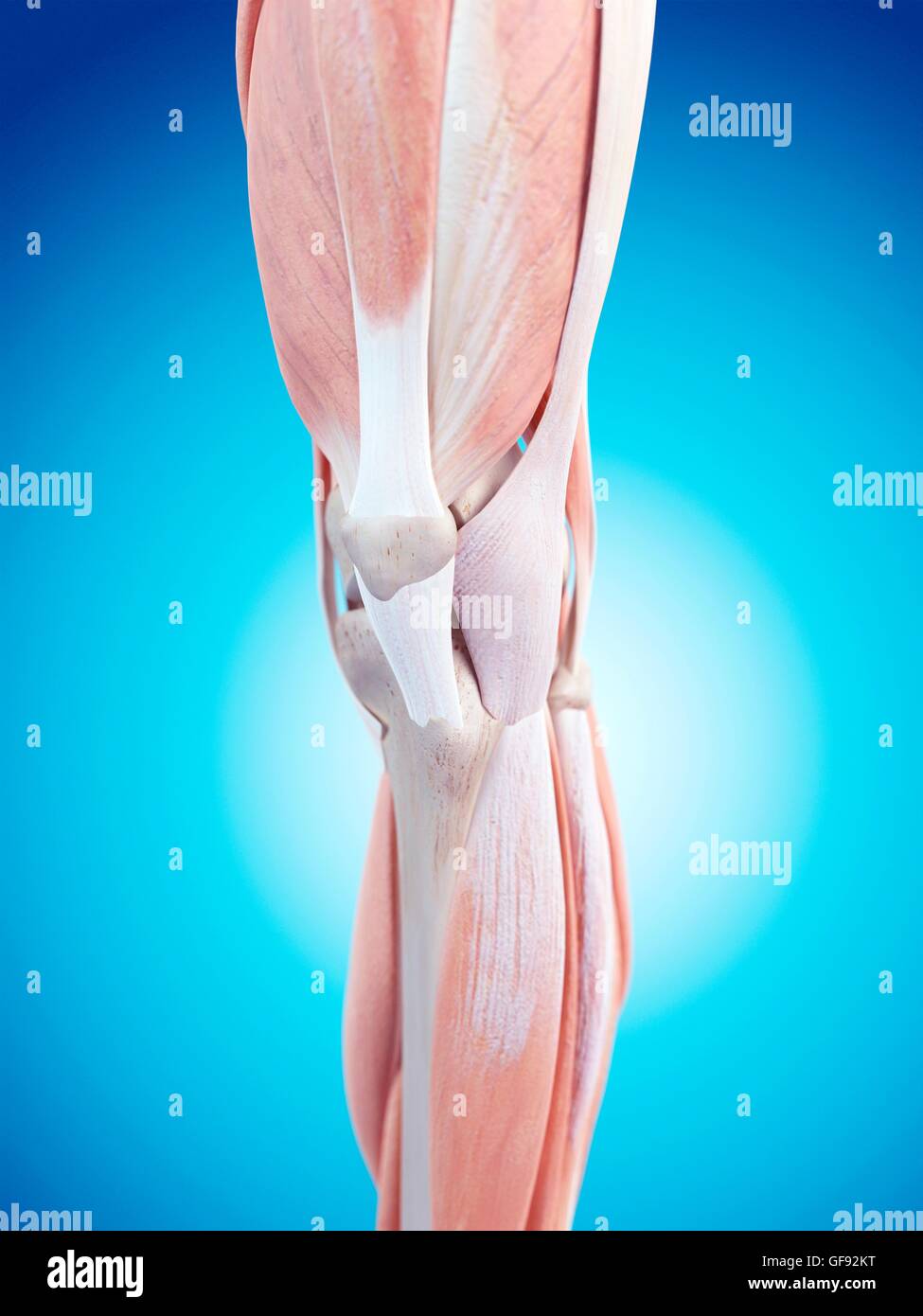 Human knee anatomy, illustration Stock Photo - Alamy