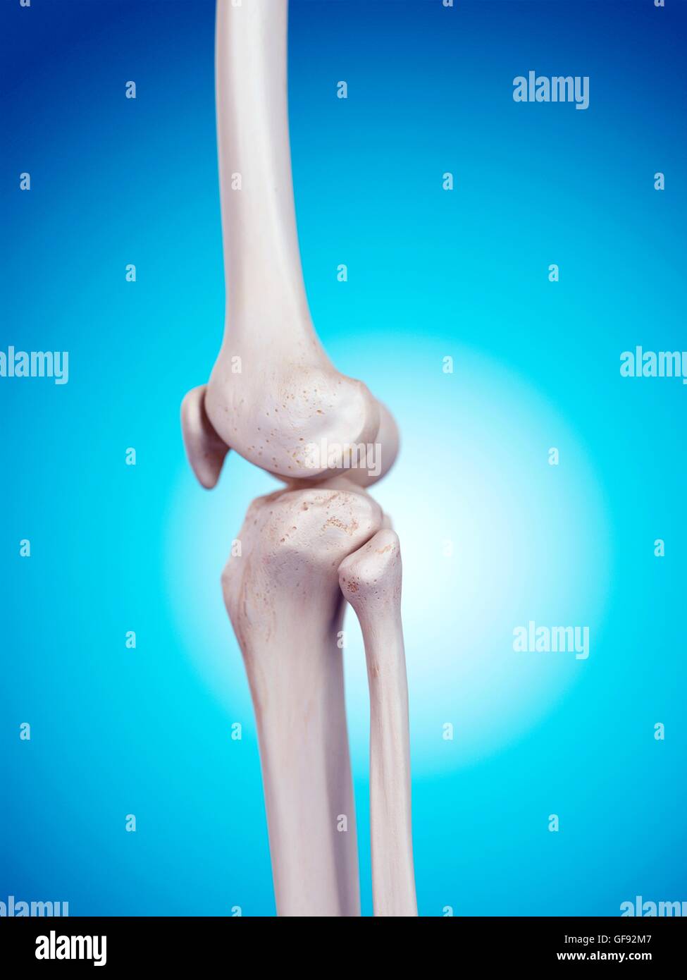 Human knee anatomy, illustration Stock Photo - Alamy