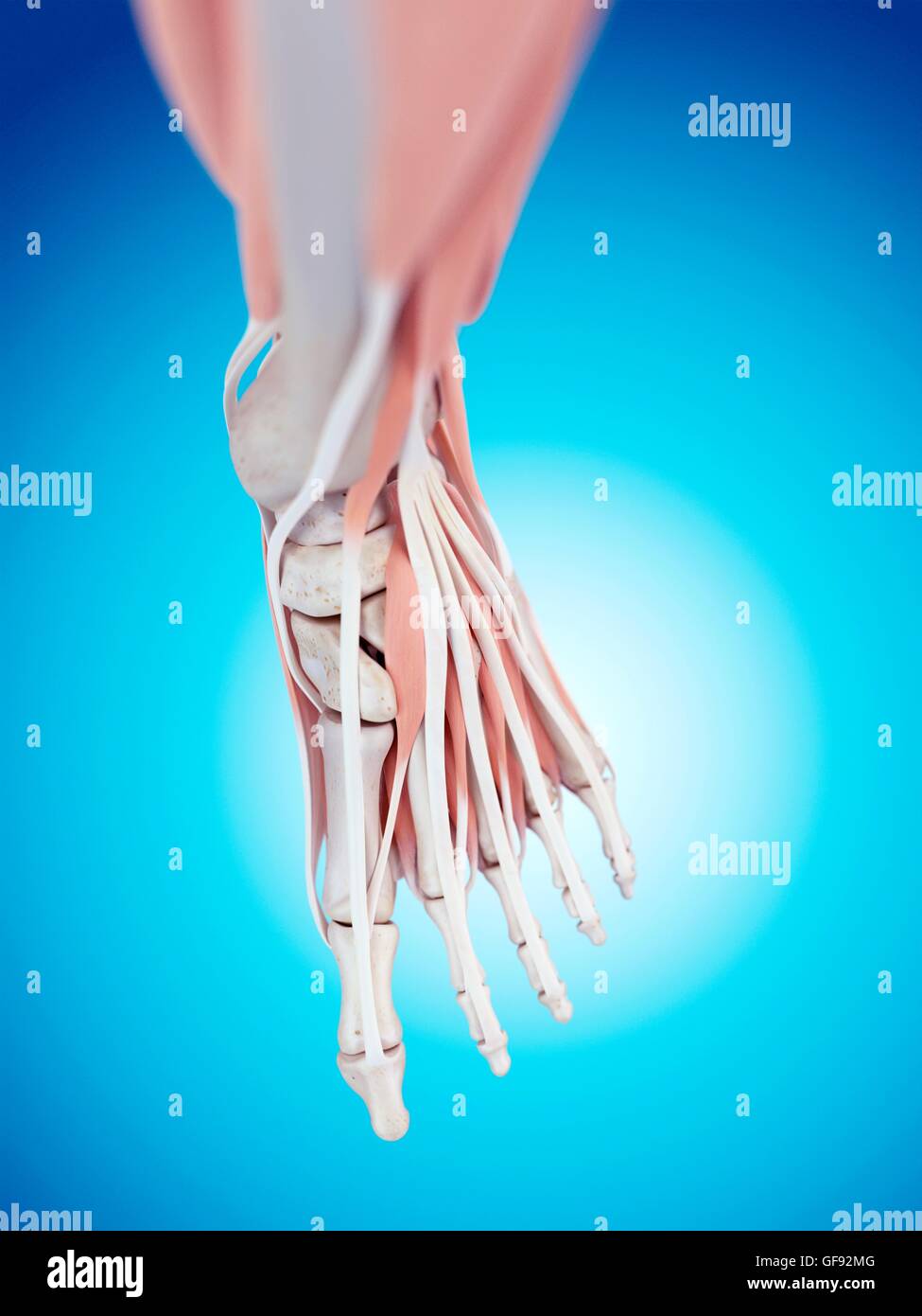 Human foot anatomy, illustration Stock Photo - Alamy