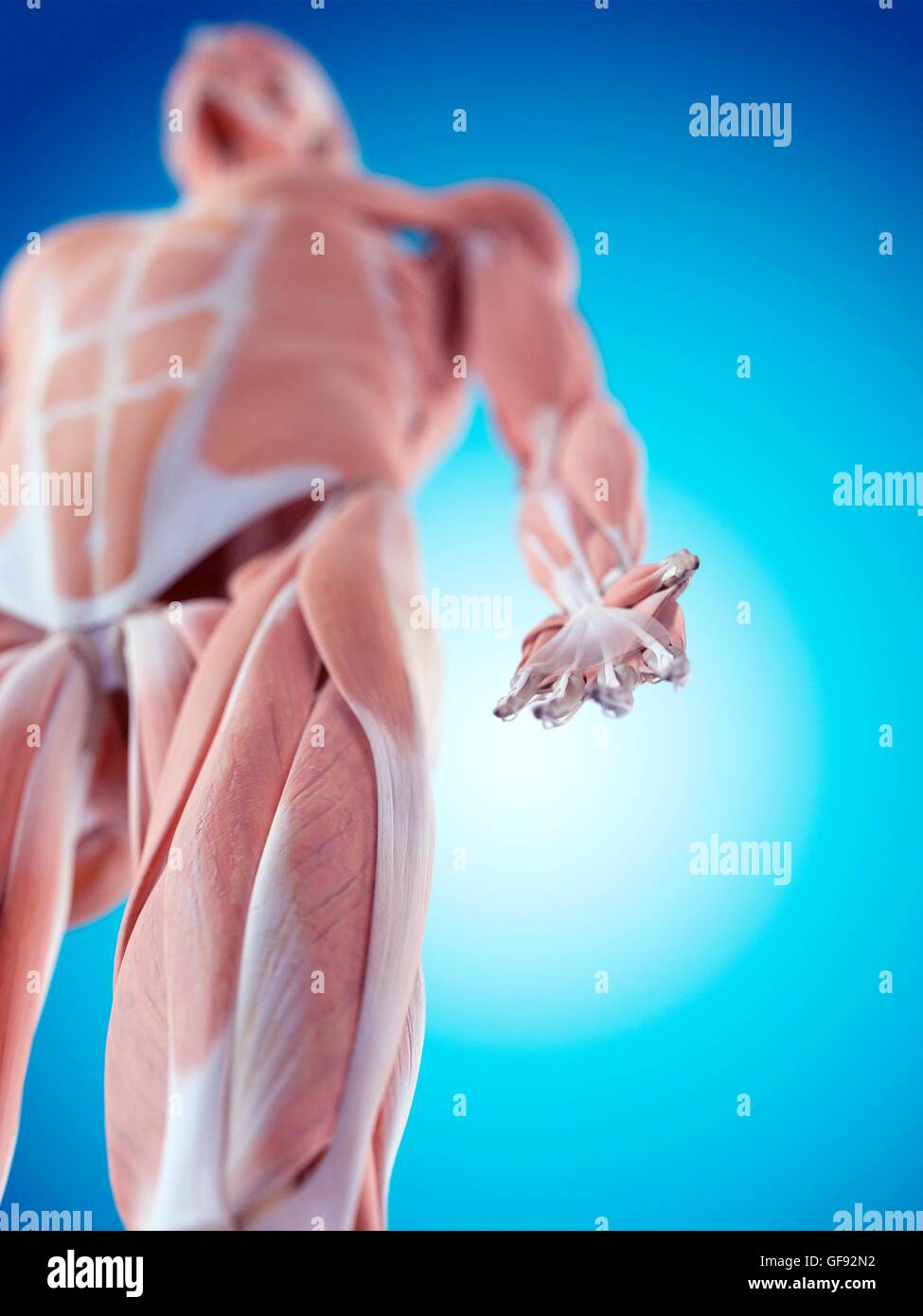 Human muscular system blue hi-res stock photography and images - Alamy