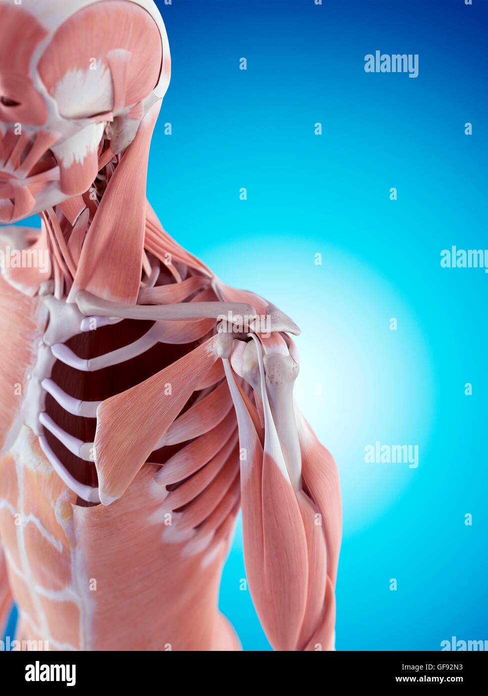 Human shoulder anatomy, illustration Stock Photo - Alamy