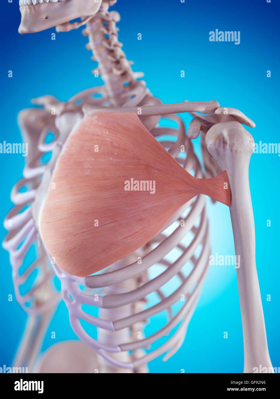Chest muscles artwork hi-res stock photography and images - Alamy