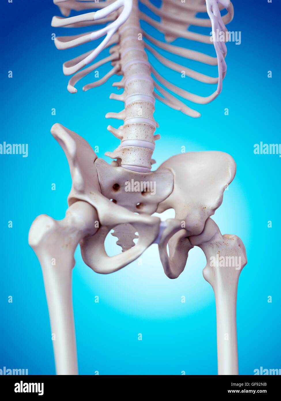 Human pelvic bones, illustration Stock Photo - Alamy