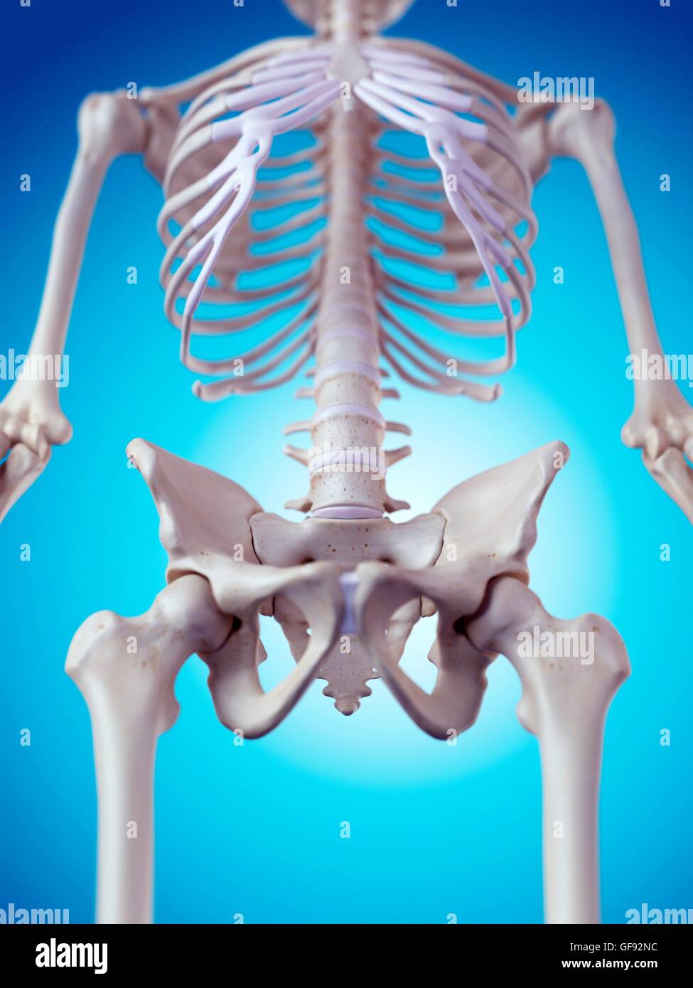 Human pelvic bones, illustration Stock Photo - Alamy