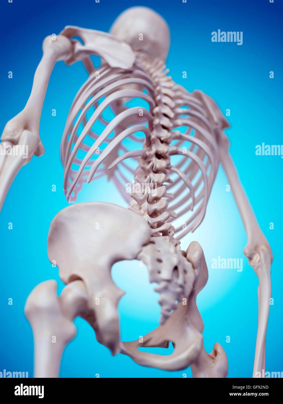Human spine, illustration Stock Photo - Alamy