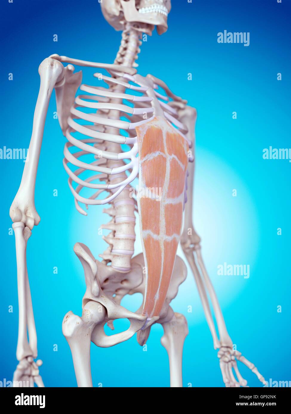 Human abdominal muscles, illustration Stock Photo - Alamy