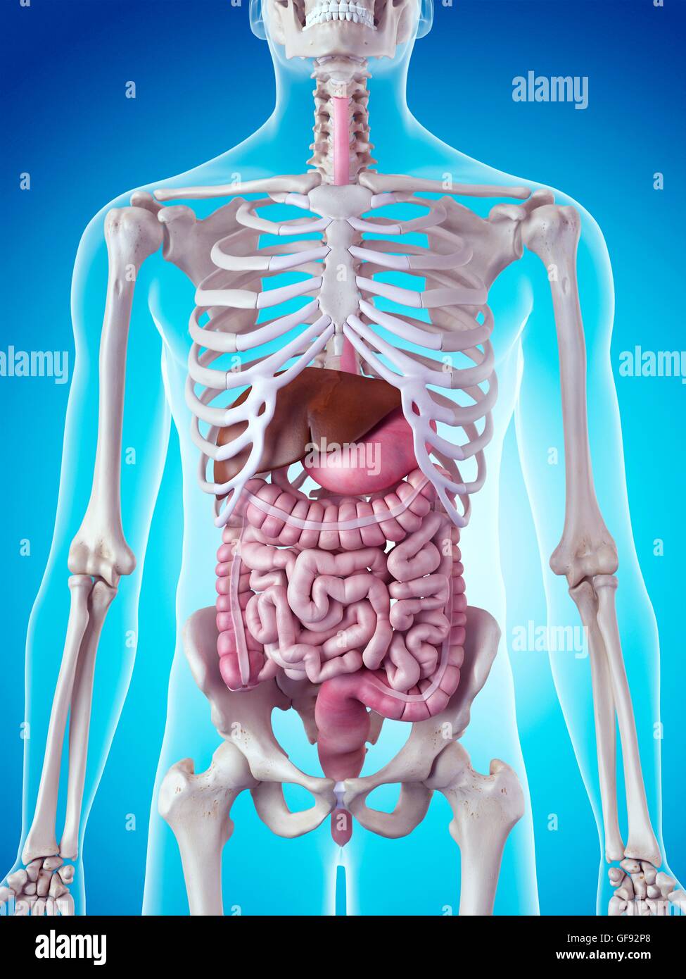 Human internal organs, illustration Stock Photo - Alamy