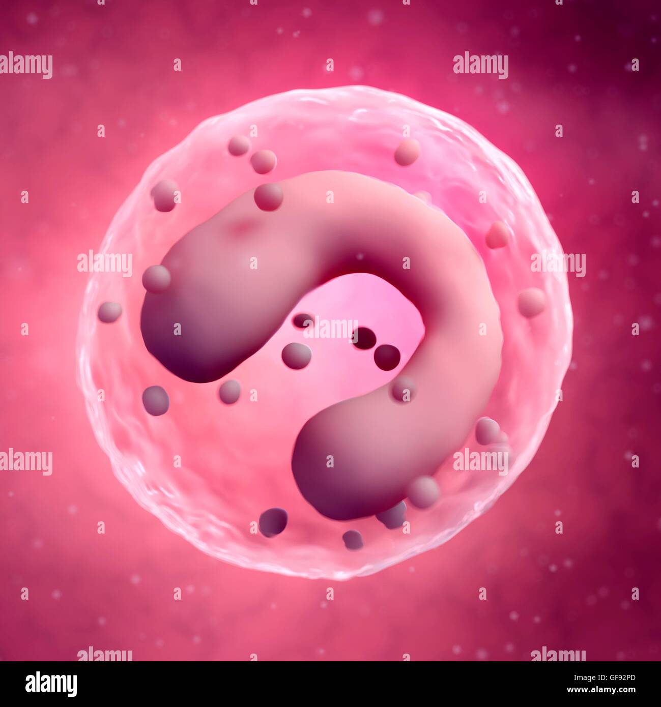 Monocyte Cell Stock Photos & Monocyte Cell Stock Images - Alamy