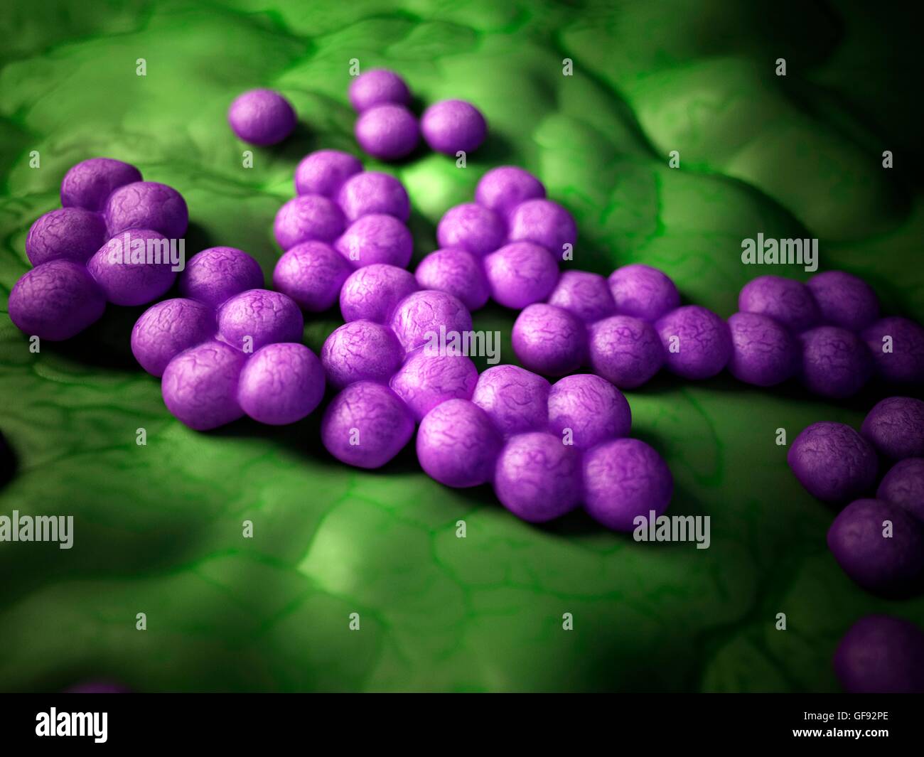Mrsa bacteria, illustration Stock Photo - Alamy