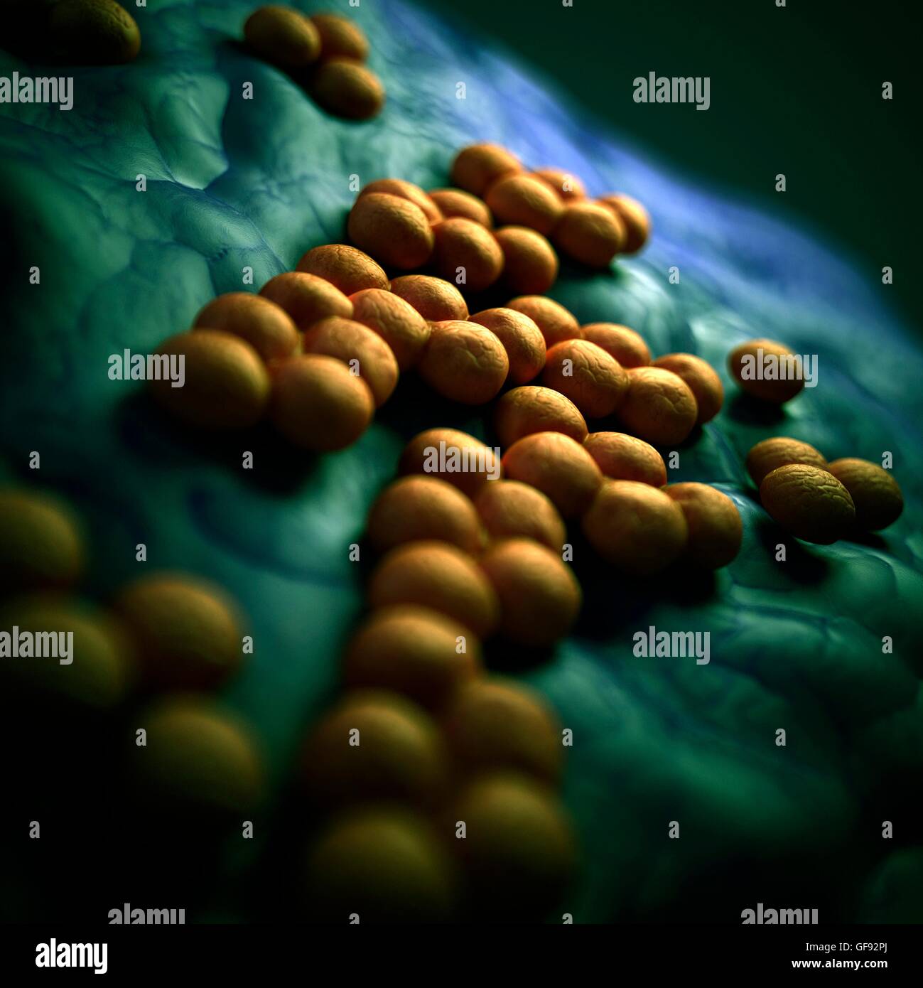 Mrsa bacteria, illustration Stock Photo - Alamy