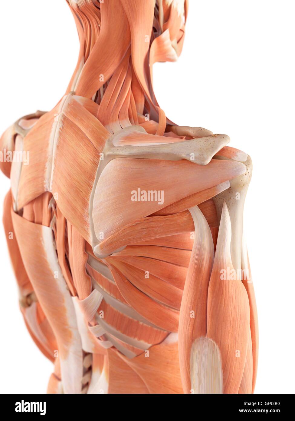 Human back muscles, illustration Stock Photo - Alamy