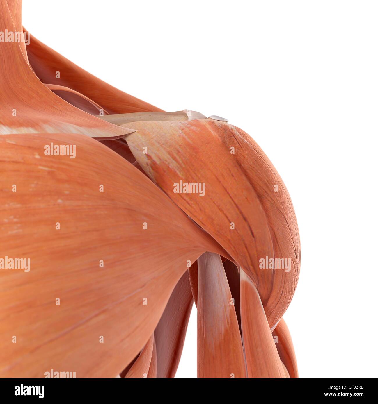 Human shoulder muscles, illustration Stock Photo - Alamy