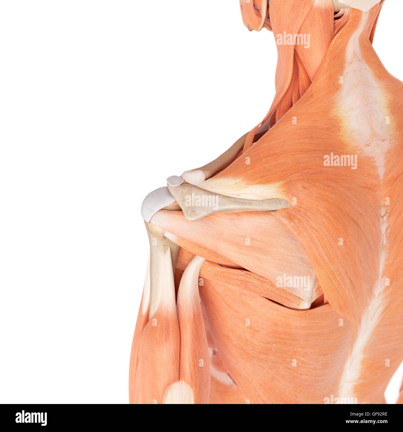 Shoulder Muscles Anatomy Stock Photos & Shoulder Muscles Anatomy Stock ...