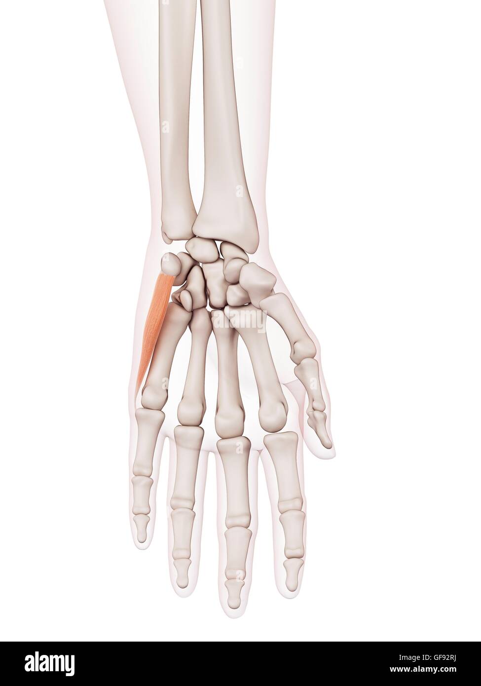 Human hand muscle, illustration Stock Photo - Alamy