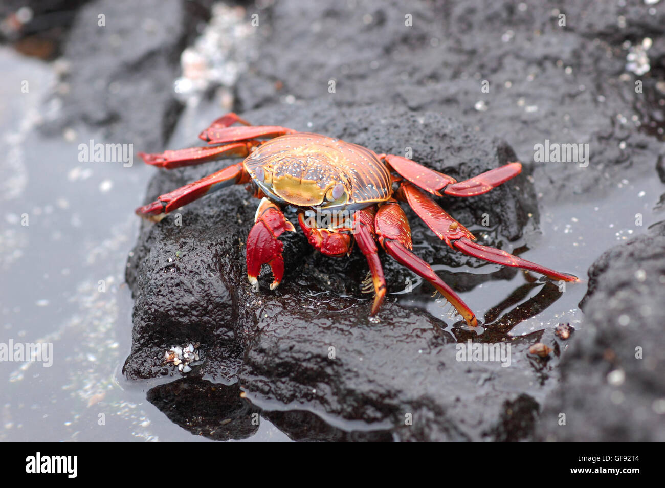 Sally Lightfoot Crab feeding on lava rock Stock Photo - Alamy