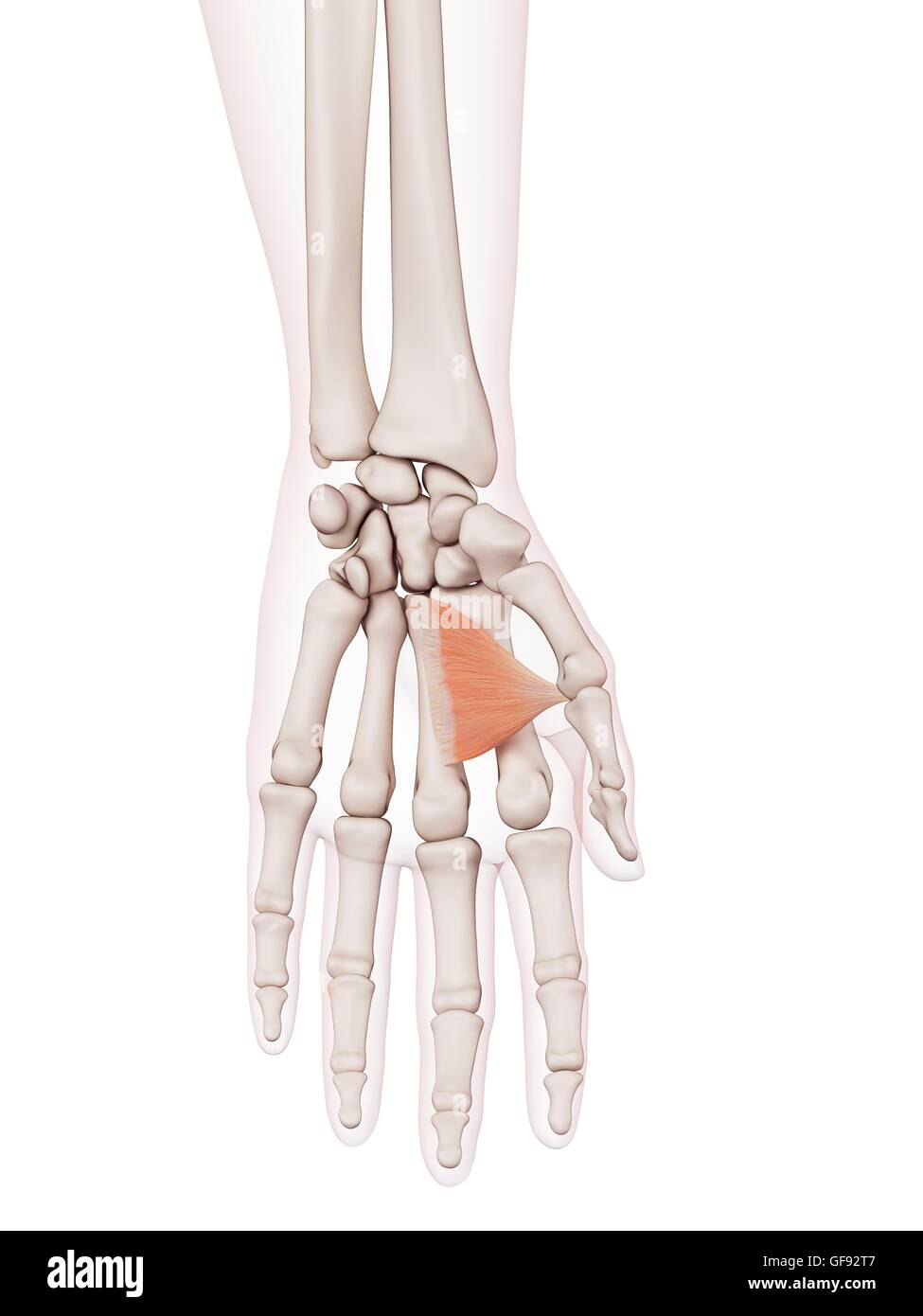 Human hand muscle, illustration Stock Photo - Alamy