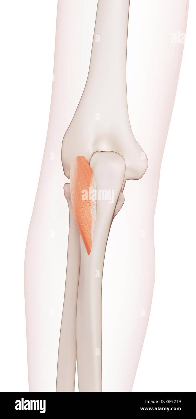 Human elbow muscle, illustration Stock Photo - Alamy