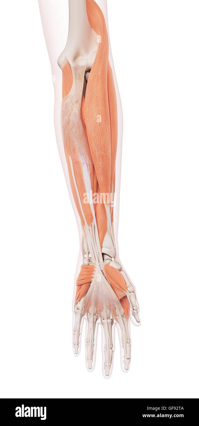 Human lower arm muscles hi-res stock photography and images - Alamy