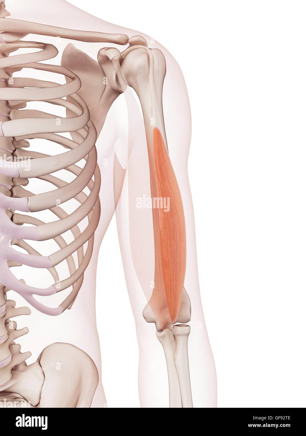 Human arm muscles, illustration Stock Photo - Alamy